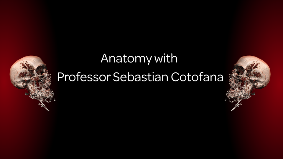 cotofana anatomy