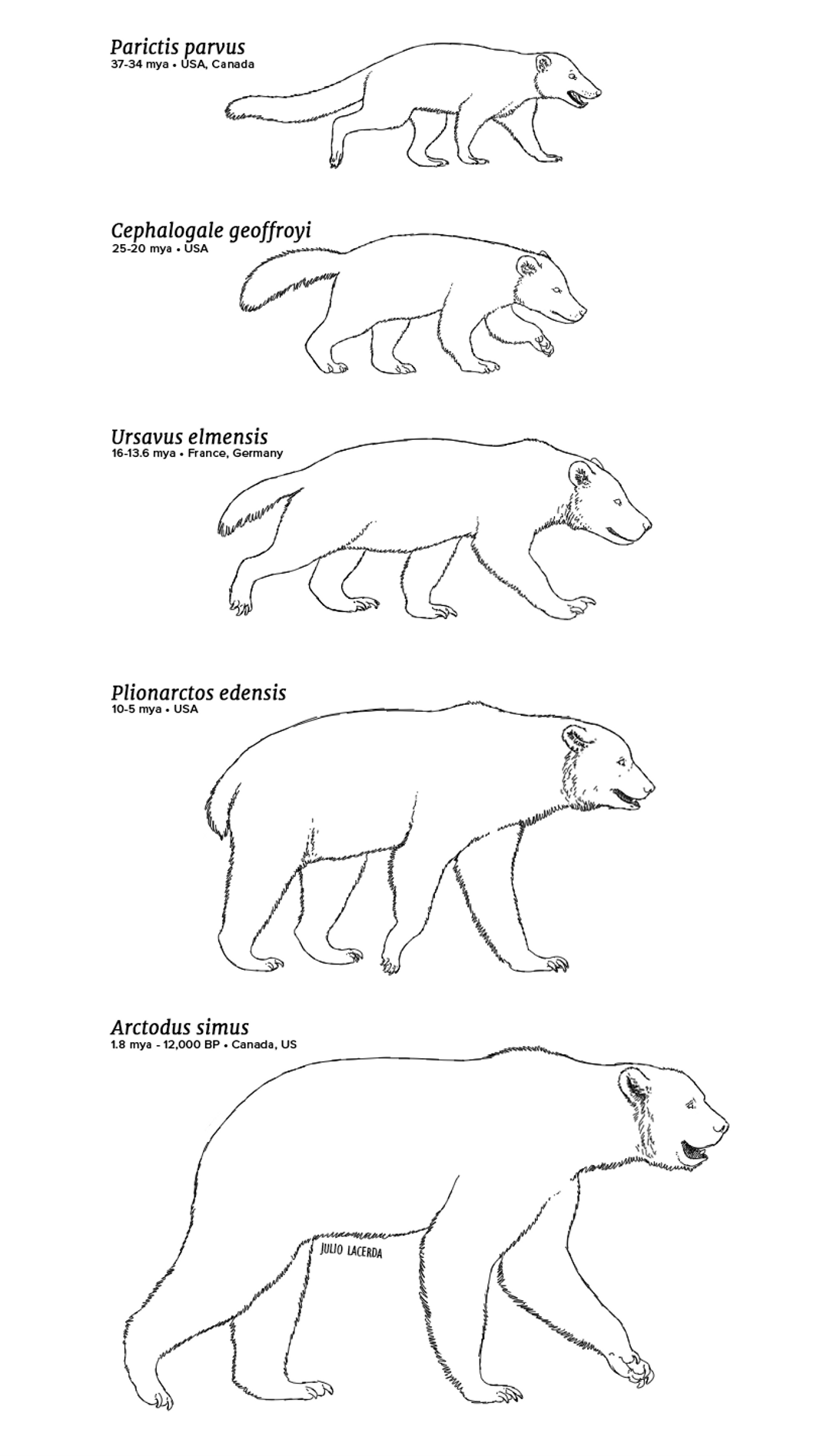 ursavus elmensis evolution