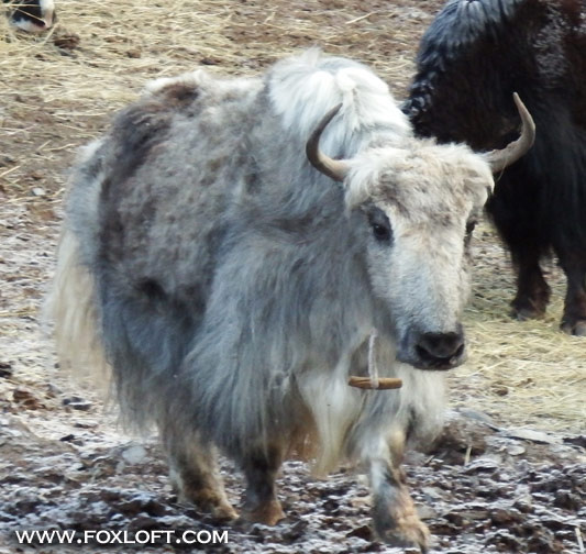 yak colour