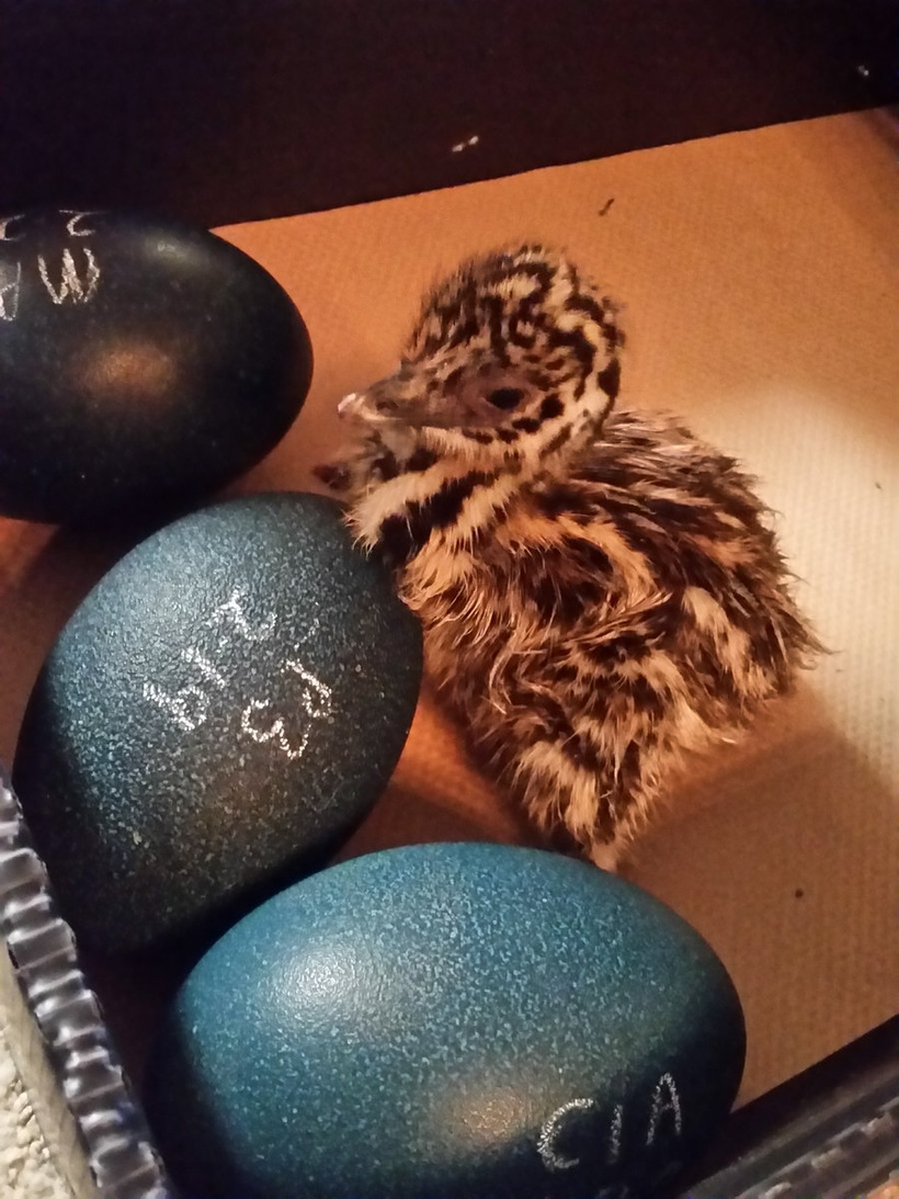 emu hatch