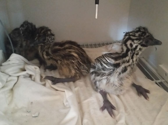 emu hatch