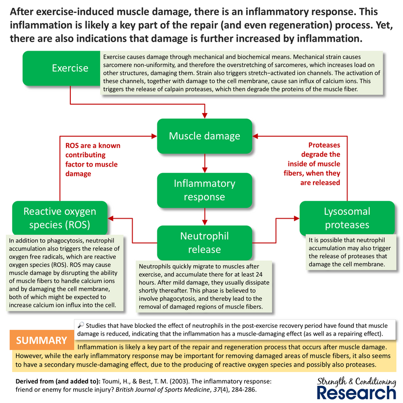 exercise induced inflammation